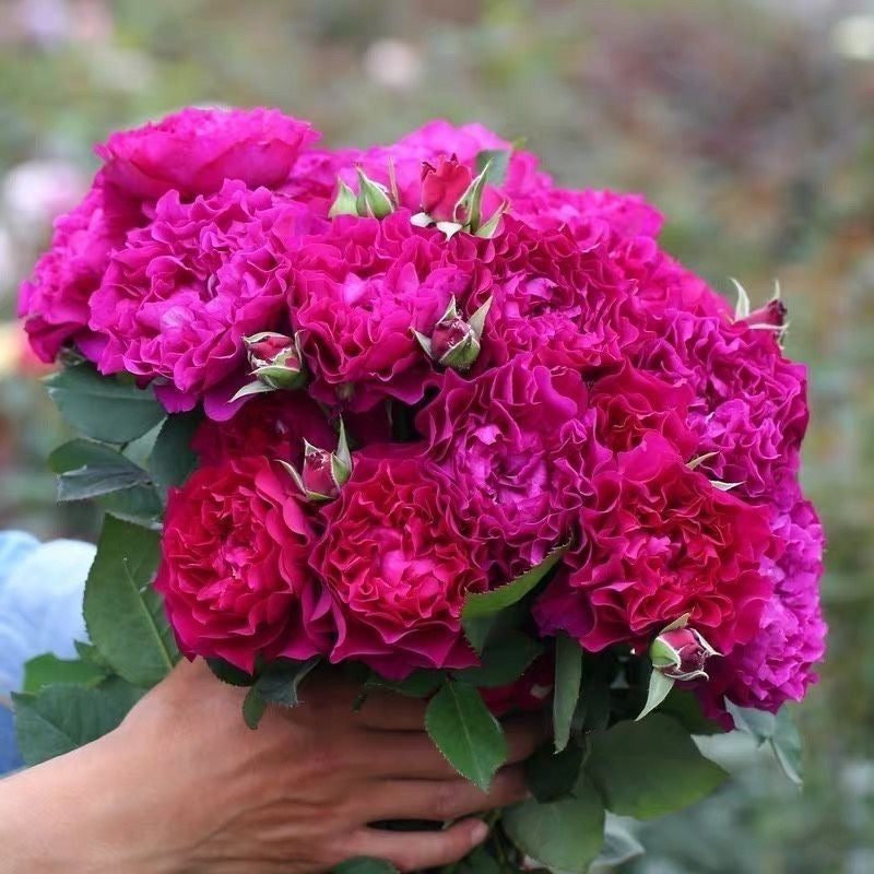 Velvety Twilight Rose-暮光之城｜Japanese Shrub Rose – Ergongzy Roses