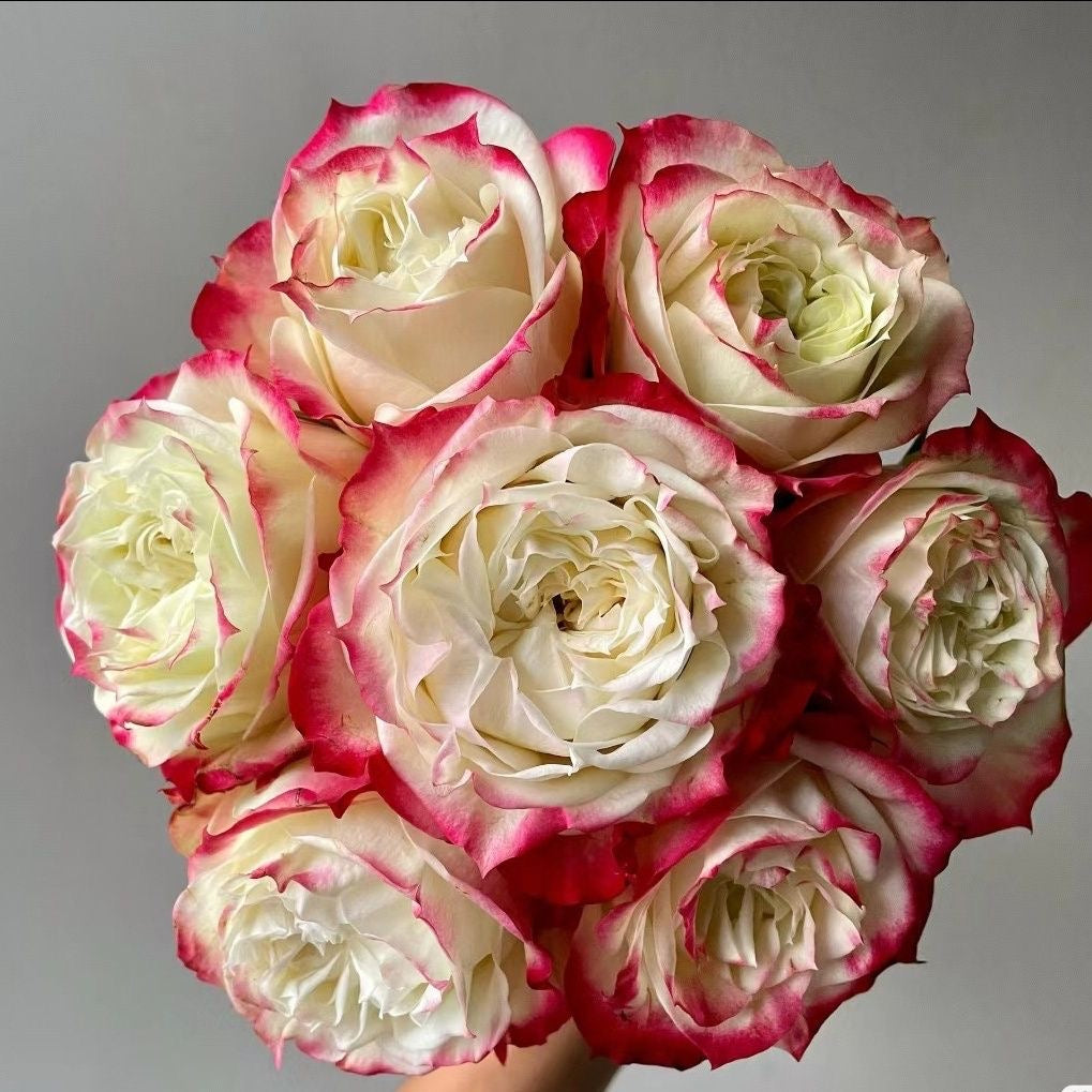 Apple Jack Rose-苹果杰克｜Netherlands Cut Rose – Ergongzy Roses