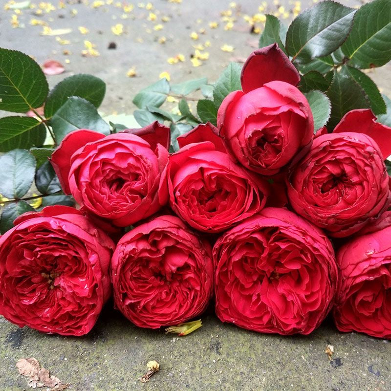 Rouge Royale Rose-皇家胭脂｜France Cut Rose – Ergongzy Roses
