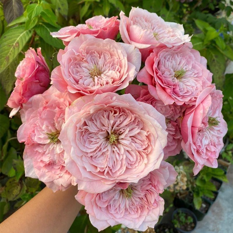Mikoto rose-美琴｜Japanese Cut Rose – Ergongzy Roses