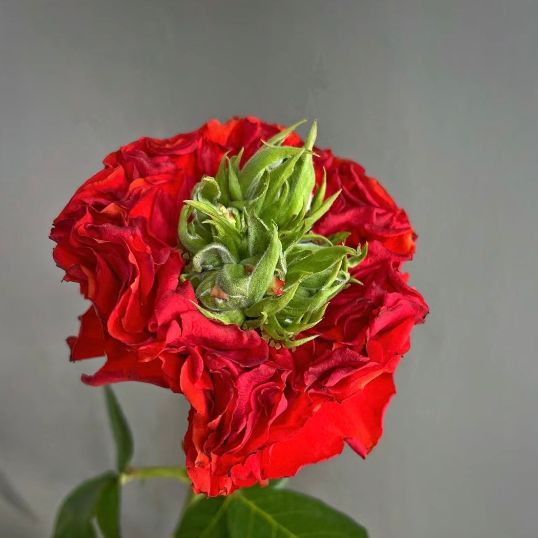 Red Eye Rose-红色眼睛｜Netherlands Cut Rose – Ergongzy Roses