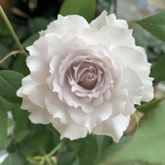 Saphiret Rose-莎菲天使｜Japanese Shrub Rose – Ergongzy Roses