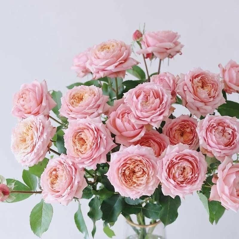 Julieta Rose-朱丽叶塔｜Kenya Cut Rose – Ergongzy Roses