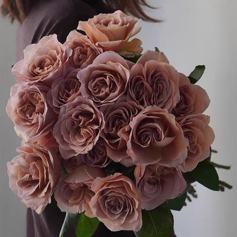 Coffee Latte Rose-拿铁咖啡｜Netherlands Cut Rose – Ergongzy Roses