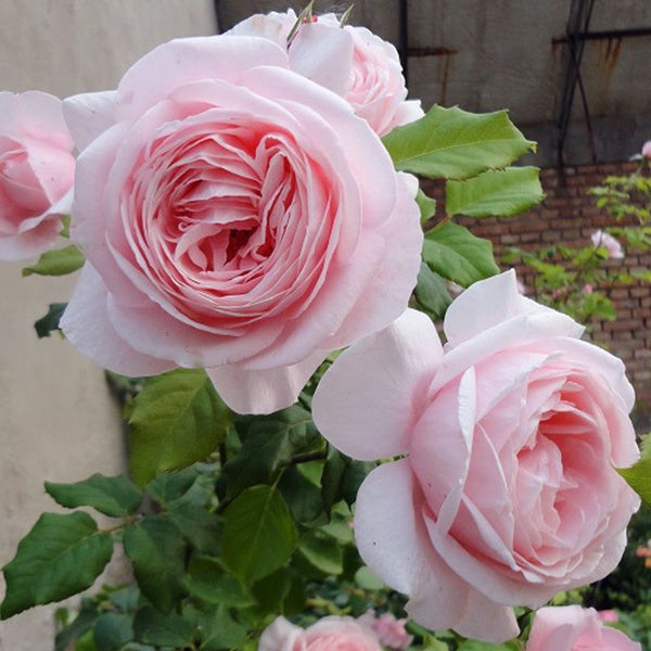 Nahema Rose.娜河玛 – Ergongzy Roses