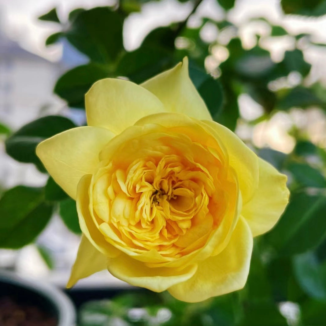 All Roses – Page 5 – Ergongzy Roses