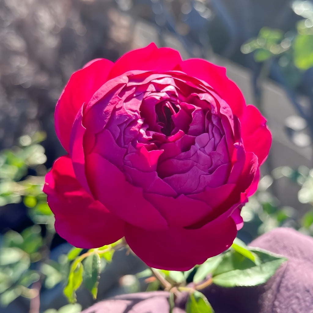 Autumn Rouge Rose-秋日胭脂｜Japanese Cut Rose – Ergongzy Roses