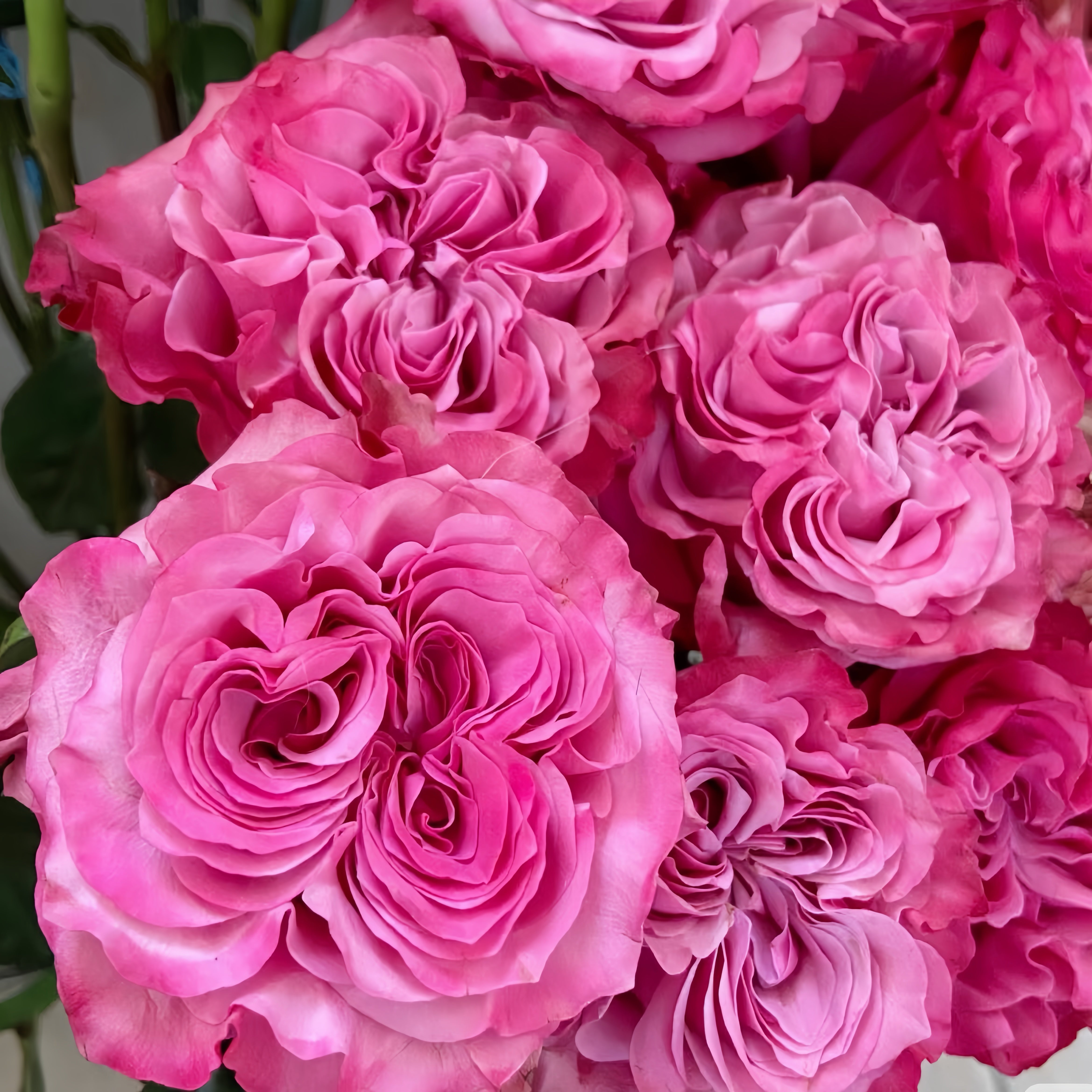 Country Blue Rose-乡村蓝调｜Germany Cut Roses – Ergongzy Roses