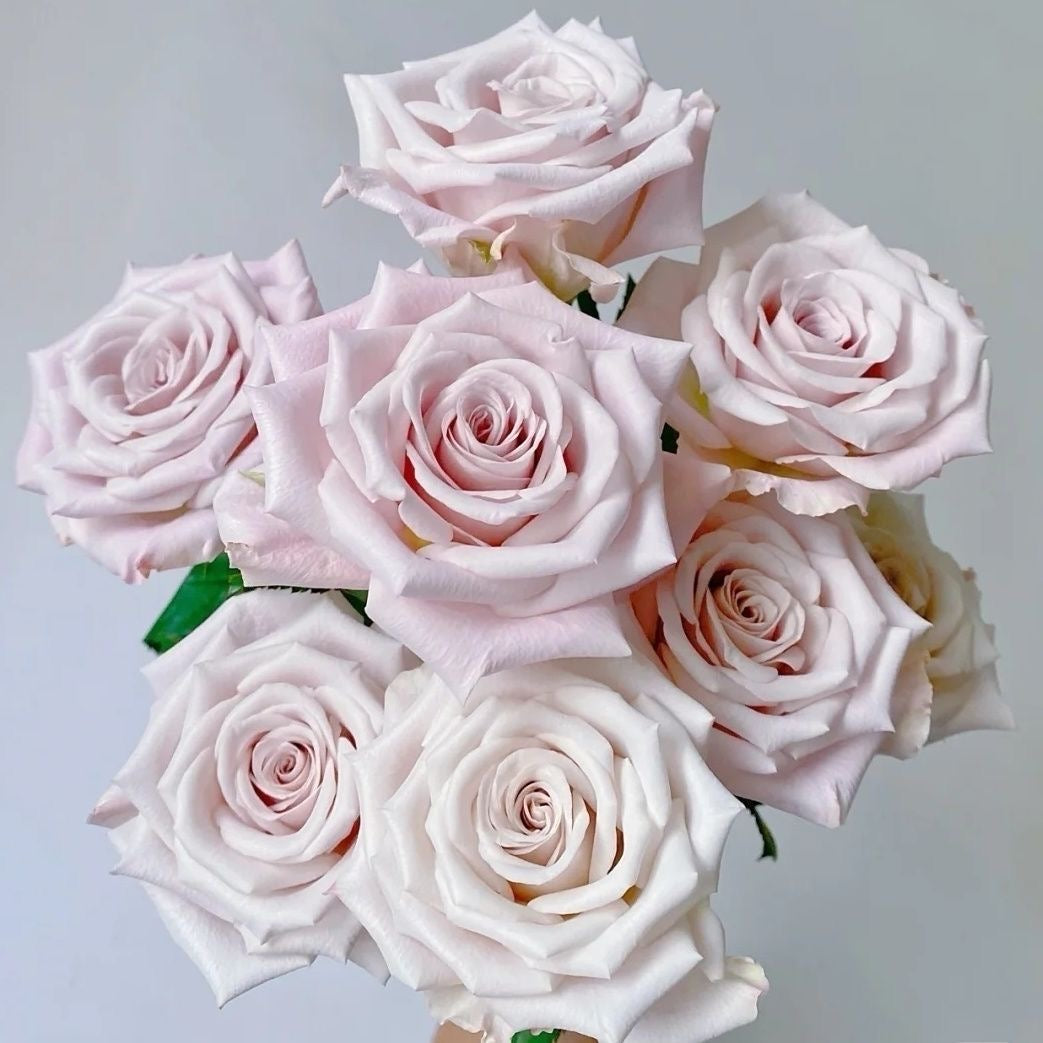 Menta Rose-曼塔｜Dutch Cut Rose – Ergongzy Roses