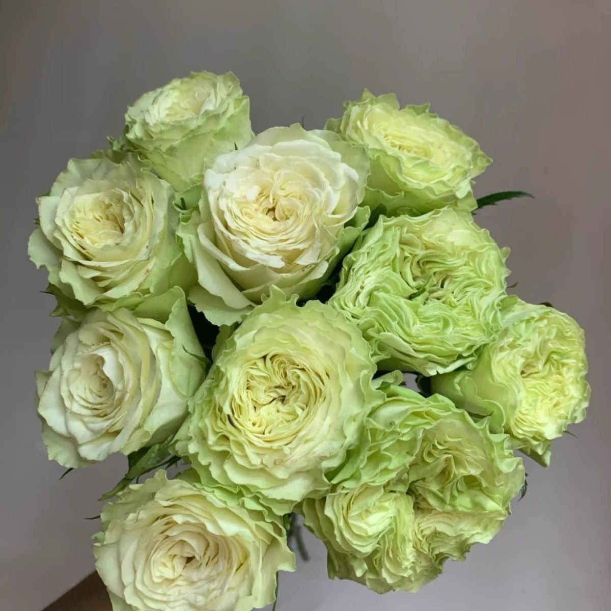 Schreurs Rose琉璃翠 – Ergongzy Roses