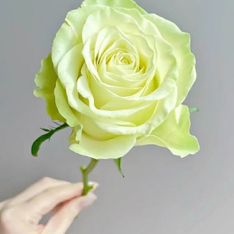 Schreurs Rose琉璃翠 – Ergongzy Roses