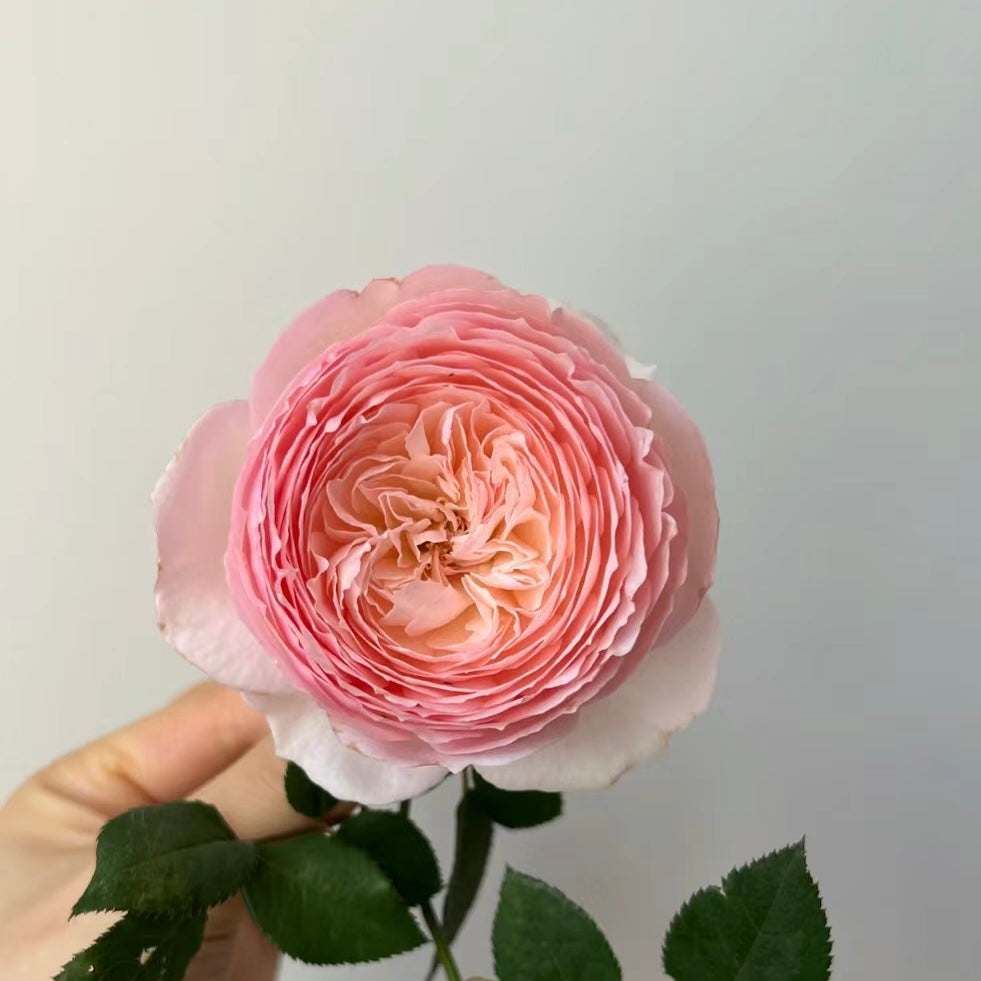 Hiyori Rose-日和｜Japanese Cut Rose – Ergongzy Roses