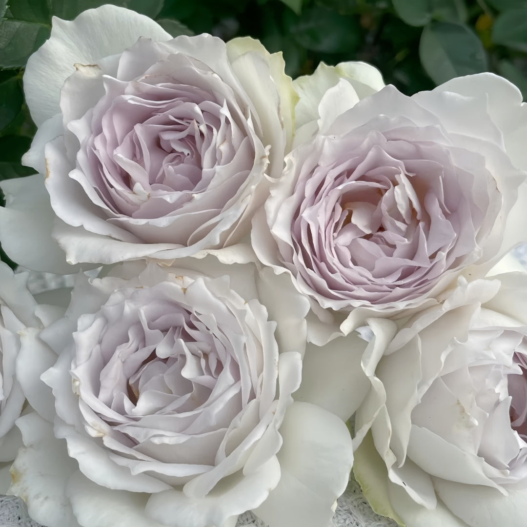 Gabriel Rose – Pure White Japanese Shrub Rose with Sweet Fragrance ...