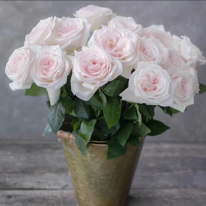 Prince Jardinier Rose-园艺王子｜France Cut Rose – Ergongzy Roses