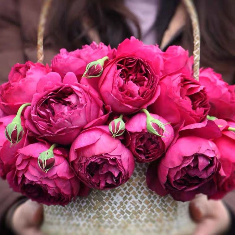 Autumn Rouge Rose-秋日胭脂｜Japanese Cut Rose – Ergongzy Roses