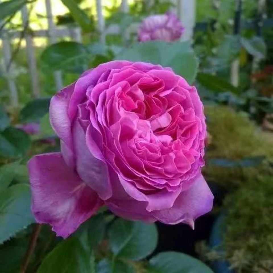 Bernadette Lafont Rose-特拉方特｜France Shrub Rose – Ergongzy Roses