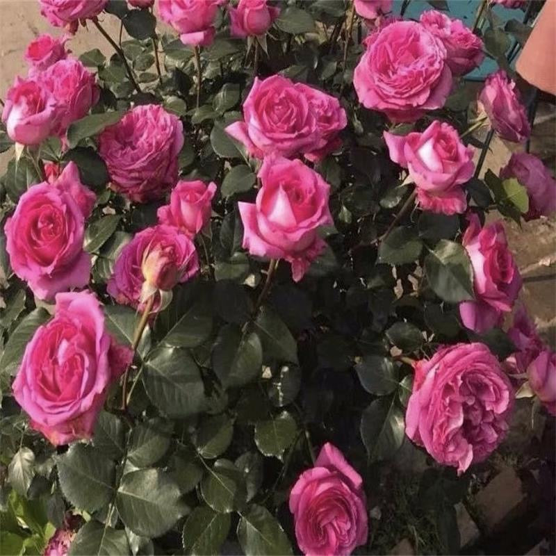 Bernadette Lafont Rose-特拉方特｜France Shrub Rose – Ergongzy Roses