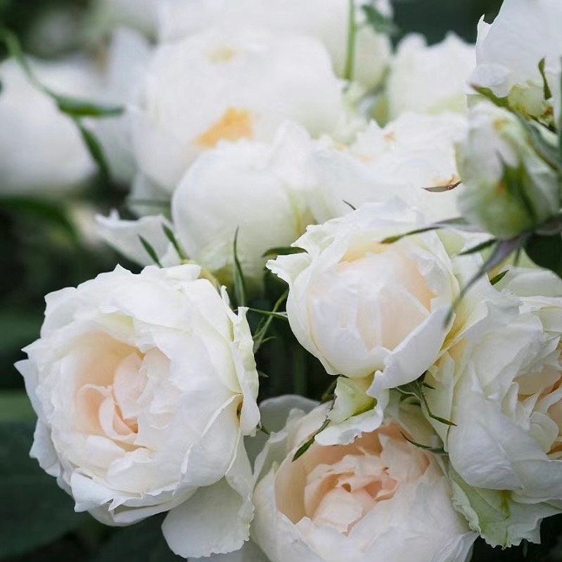 Icecap Rose-冰冠｜USA Shrub Rose – Ergongzy Roses