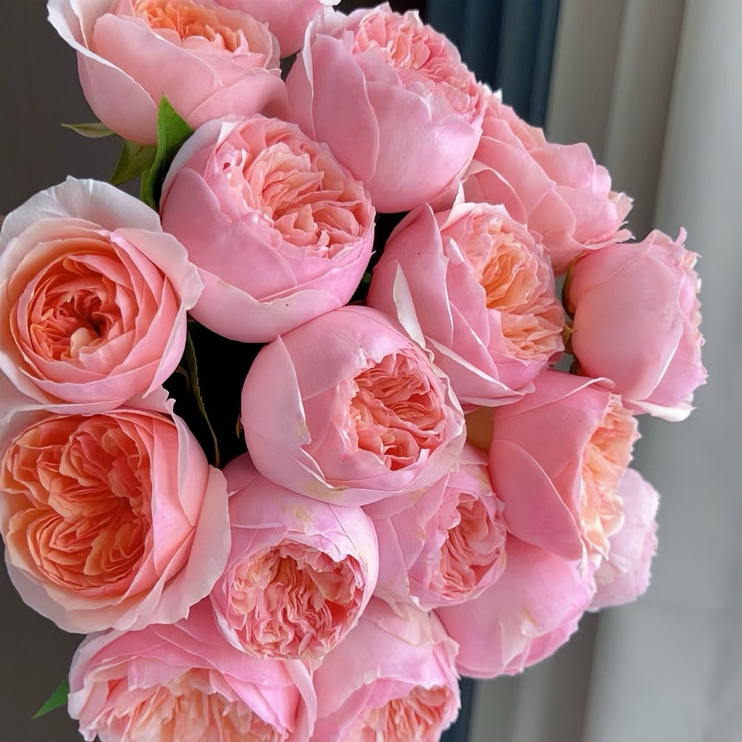 Velvety Twilight Rose-暮光之城｜Japanese Shrub Rose – Ergongzy Roses