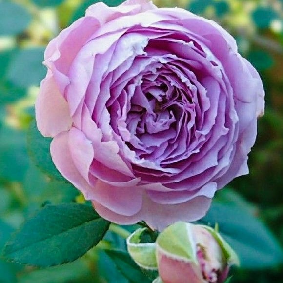 Rose Lapis Lazuli-青金石｜Japanese Shrub Rose. – Ergongzy Roses