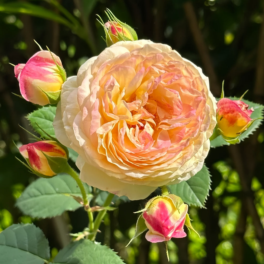 Rosomane janon Rose-罗曼尼詹森｜France Shrub Rose – Ergongzy Roses