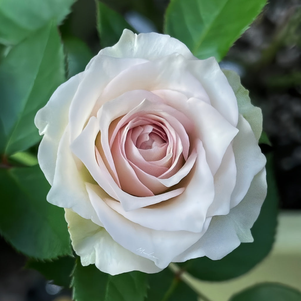 Silver Rain Rose-银雨｜Germany Cut roses – Ergongzy Roses