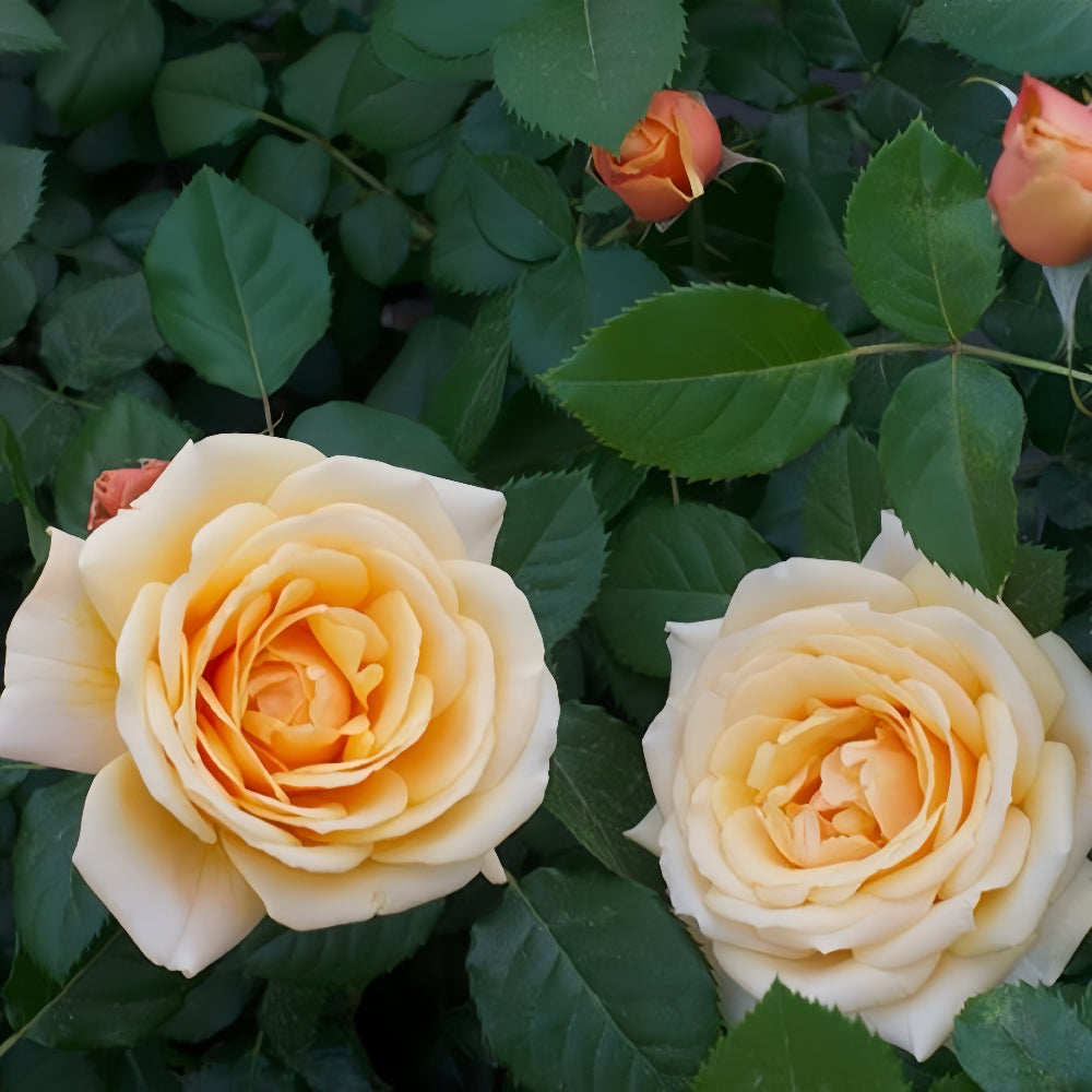St.Tropez rose-圣特罗佩｜France Shrub Rose – Ergongzy Roses