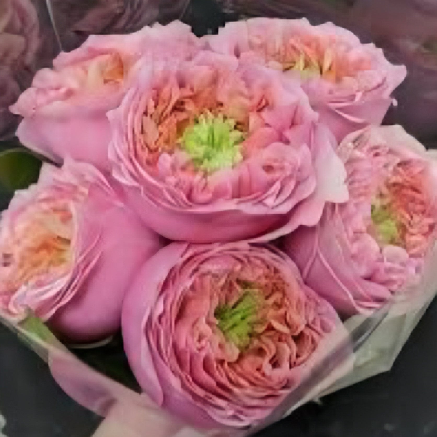 Sweet eye Rose-甜蜜眼｜Netherlands Cut Rose – Ergongzy Roses