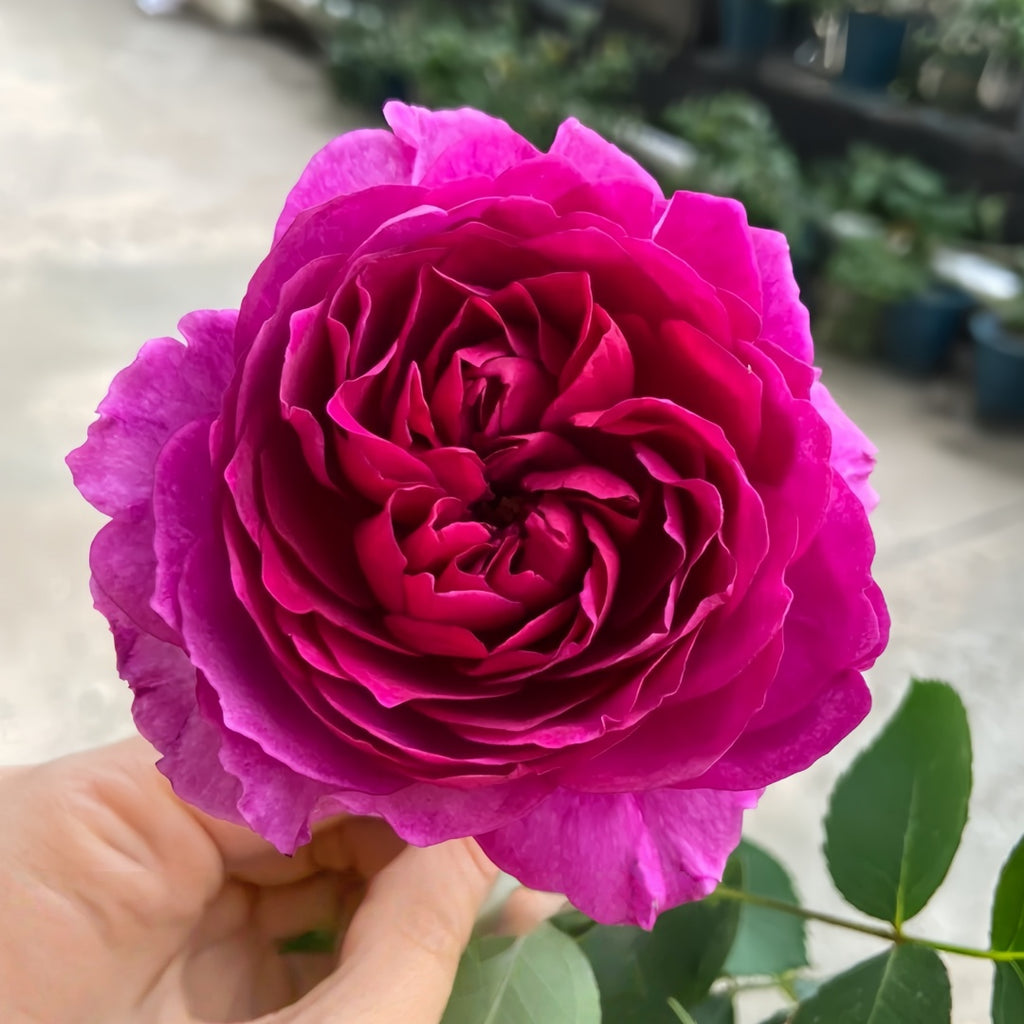 Velvety Twilight Rose-暮光之城｜Japanese Shrub Rose – Ergongzy Roses