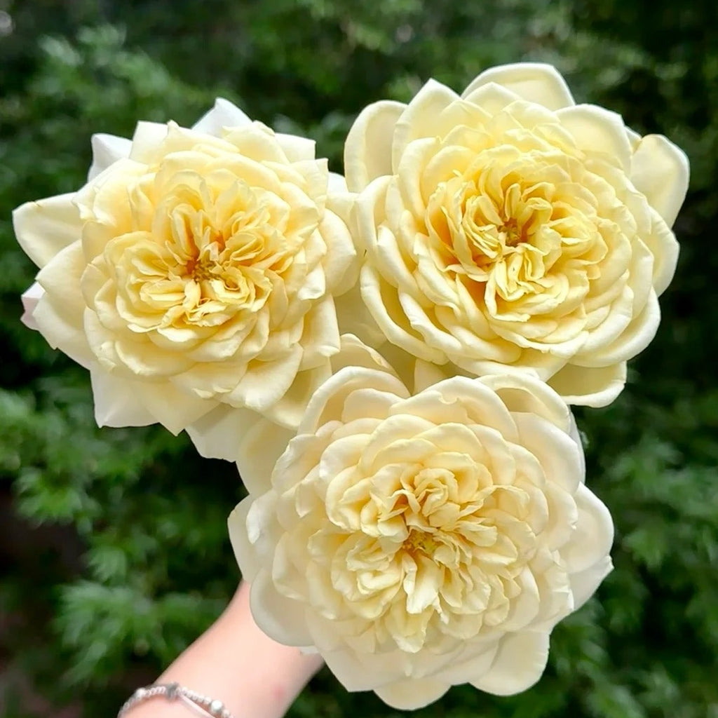 Yellow Mikoto Rose-黄美琴 | Chinese Cut Roses-Pre-Sale – Ergongzy Roses