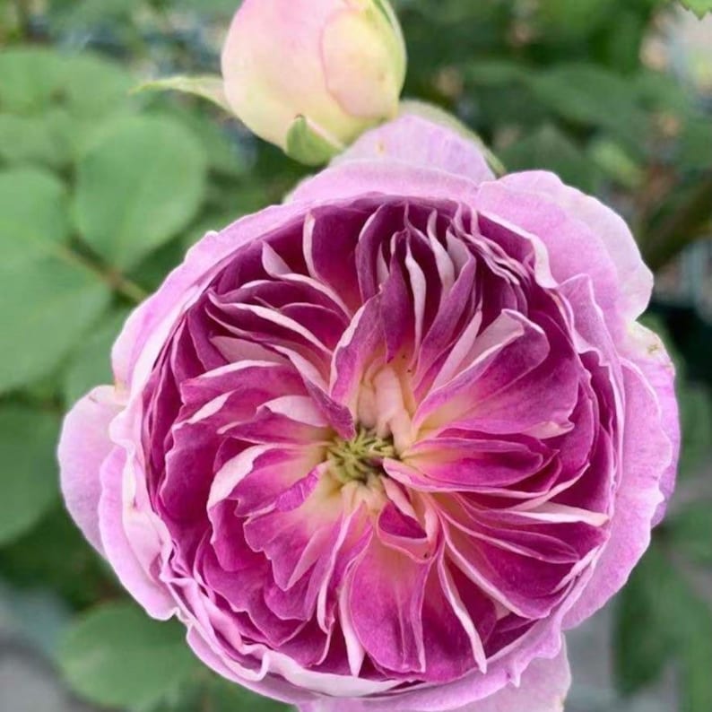 Blue moon stone. 蓝月石 Japanese Rose. Continue Blooming. Blooming machi ...