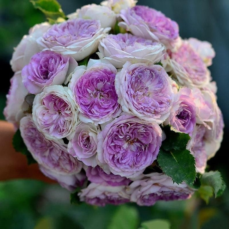 Blue moon stone. 蓝月石 Japanese Rose. Continue Blooming. Blooming machi ...