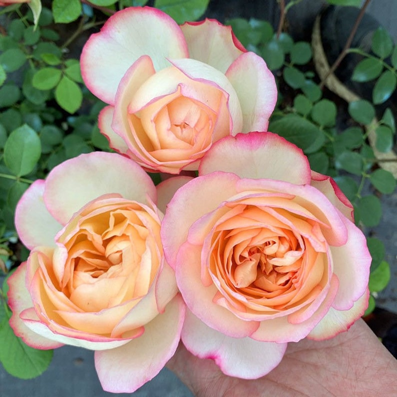 Yves 古典香水 Classic perfume. Japanese Rose. Long last brooming. Continu ...