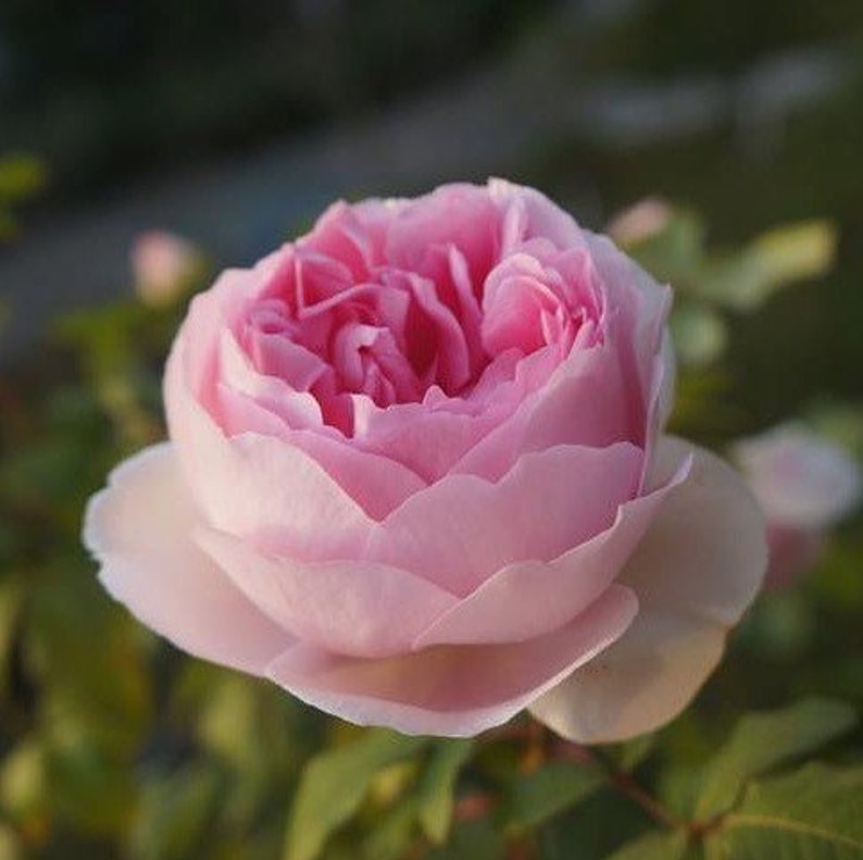 Japanese Rose 婚礼盒 ウェディングボックス. Continue Blooming. Medium Fragrance. Ra ...