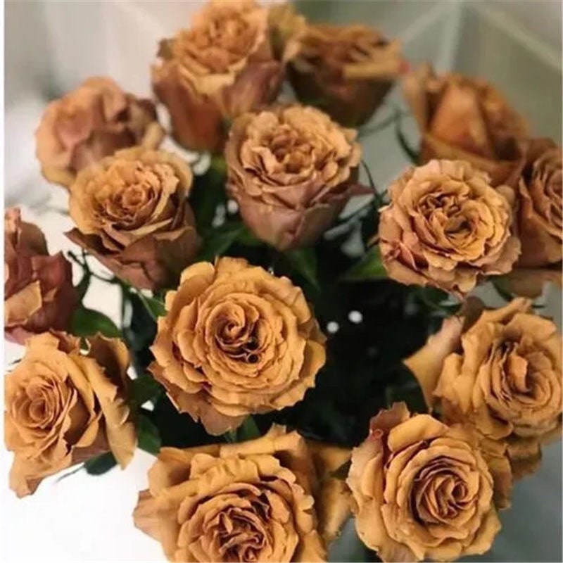Toffee Rose-太妃糖｜Ecuador Cut Rose – Ergongzy Roses