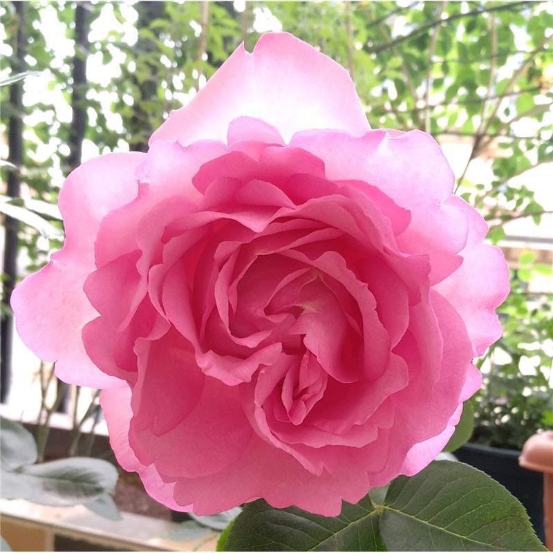 Fragrance of Fragrance Rose-魂之香水｜Japanese Shrub Rose – Ergongzy Roses