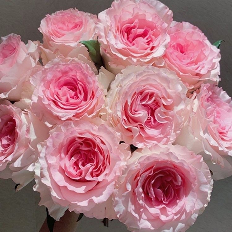 Goddess of the Luo River Rose-洛神｜Kenya Cut Rose – Ergongzy Roses