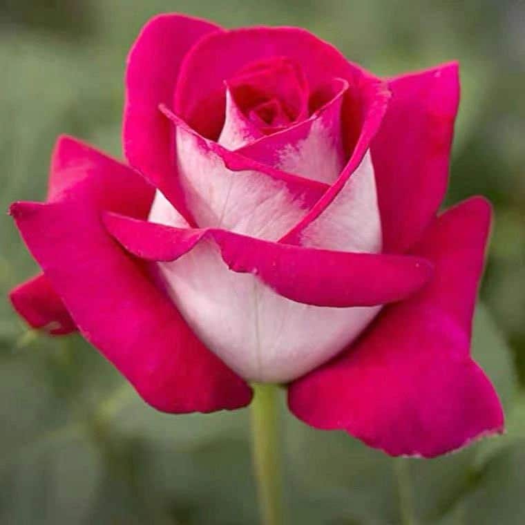 Monica Bellucci Rose-莫妮卡贝鲁奇｜France Cut Rose – Ergongzy Roses